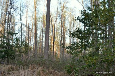 Selective Cutting and Sustainable Forestry Plans - Countryside